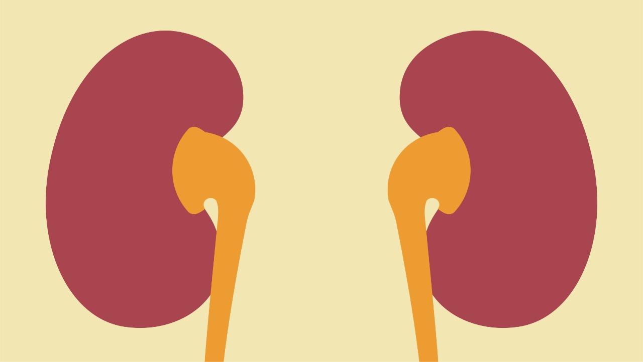 El sistema urinario y sus implicaciones en la salud - +Salud FacMed